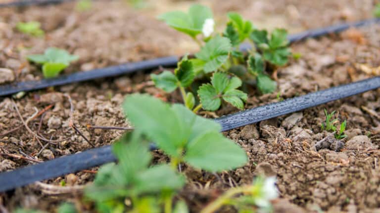 5 Different Types of Sprinkler/Irrigation Systems Explained - Smart ...