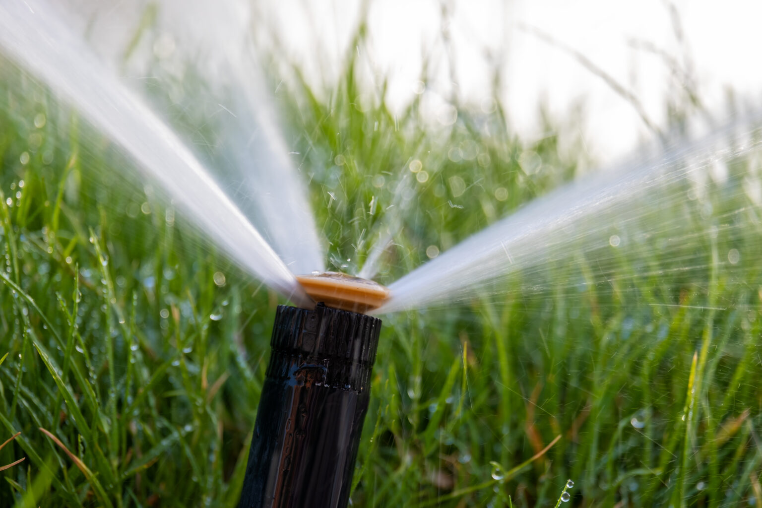 Tree Bubblers – When to Cap Them - Smart Earth Sprinklers | Austin ...